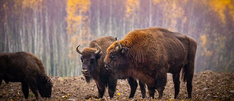 Nature's Calendar: The Phenolo - 24FOLEPHEN